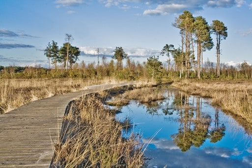 Explore Thursley Common – free, guided walk | Surrey Hills Society
