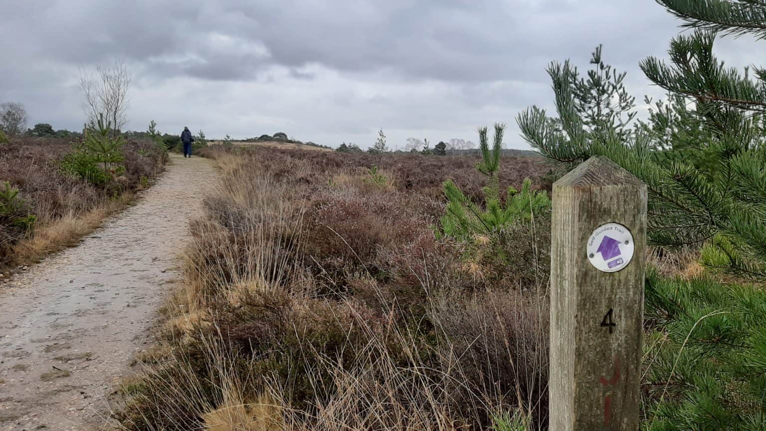 Exploring Chobham Common | Surrey Hills Society