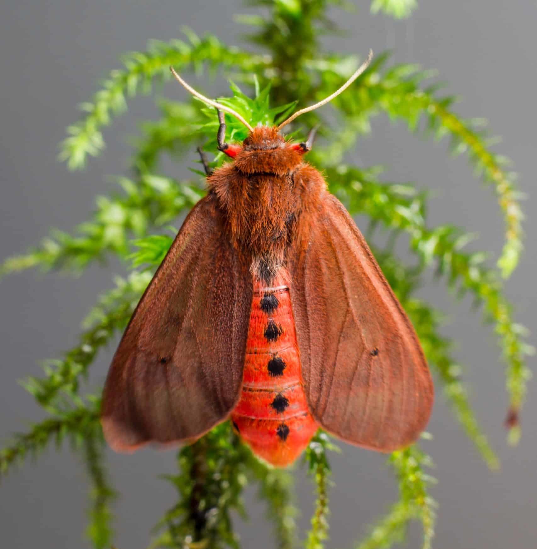 Nature Recovery petition | Surrey Hills Society