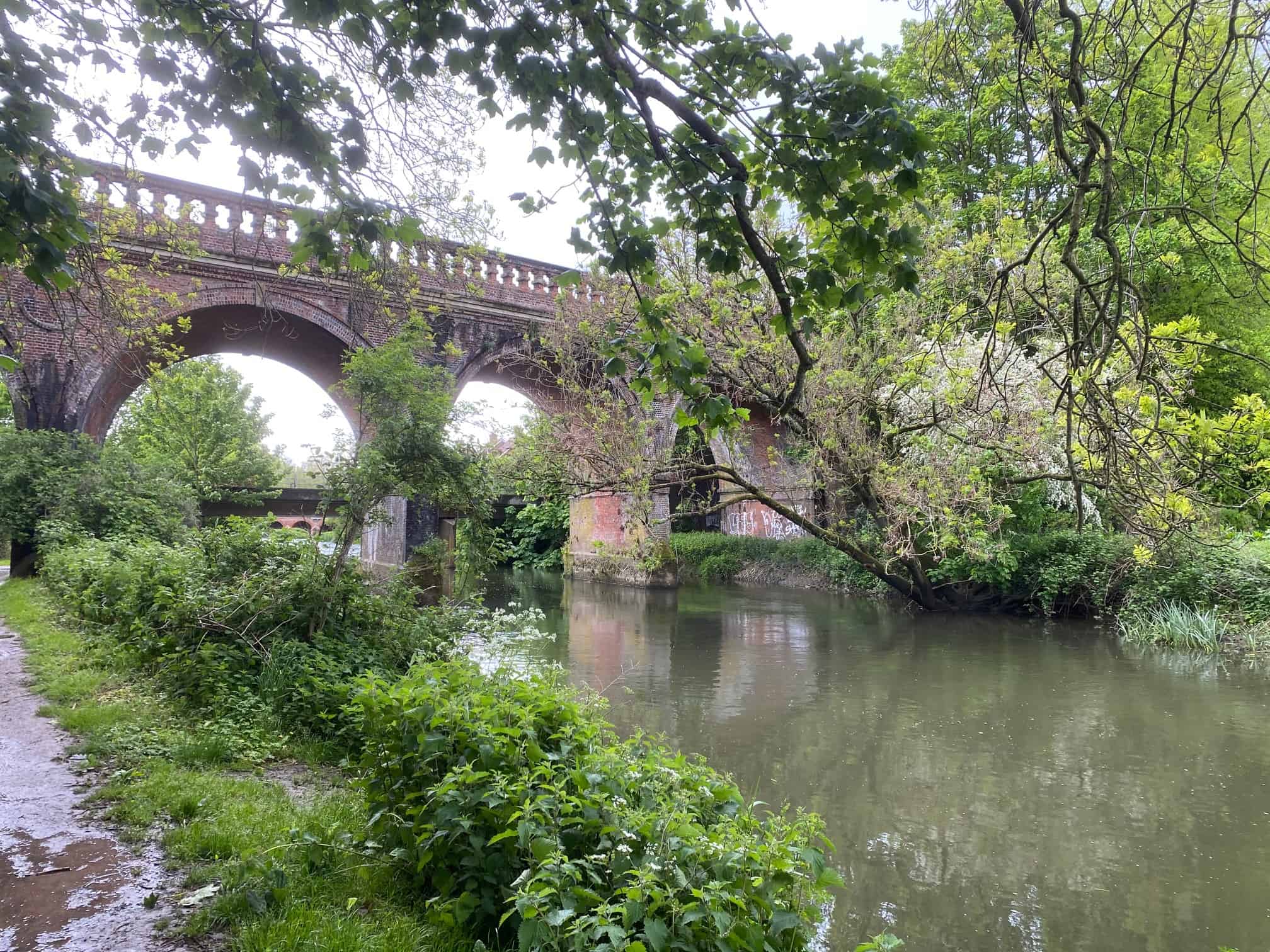 A Wild Walk by the River Mole | Surrey Hills Society