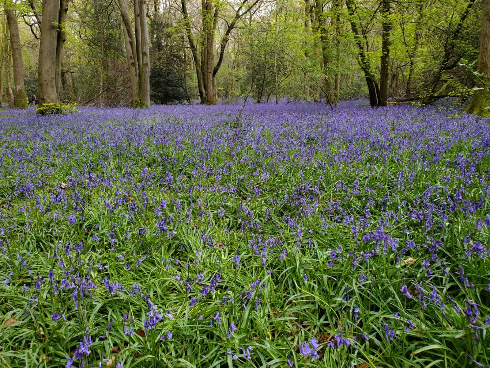 Bluebells at Staffhurst Woods | Surrey Hills Society