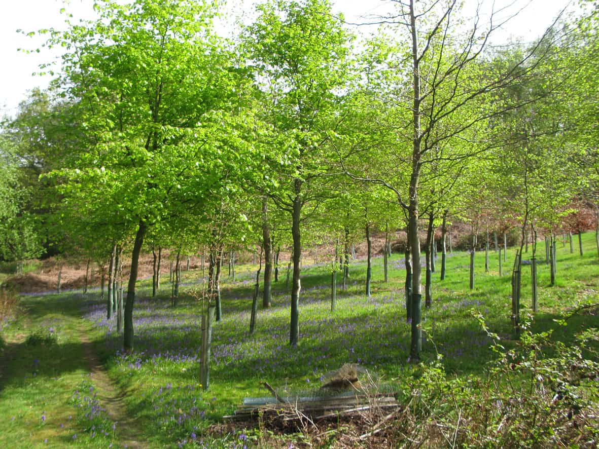 Planting trees – an informed viewpoint | Surrey Hills Society