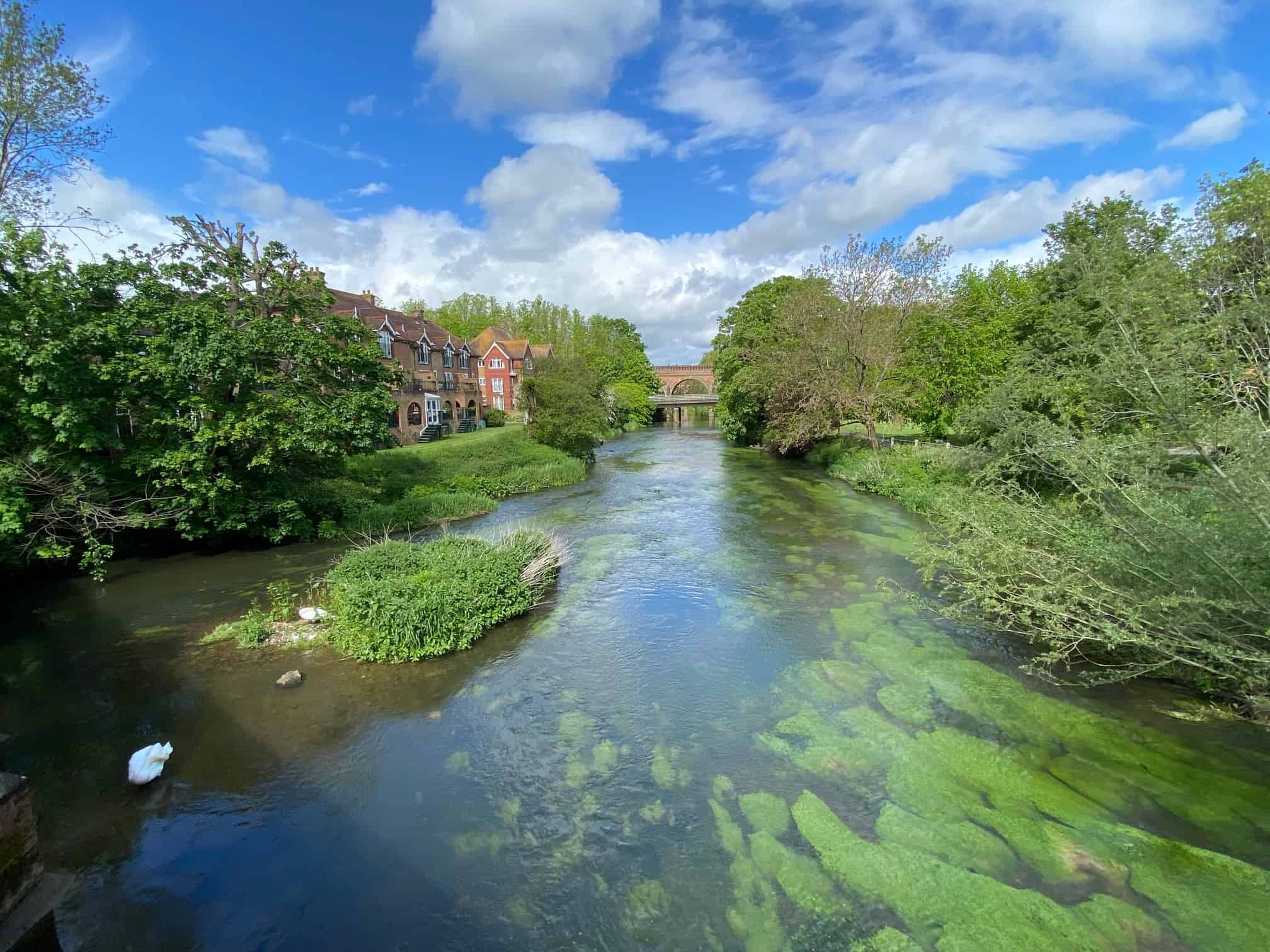 A Wild Walk by the River Mole | Surrey Hills Society