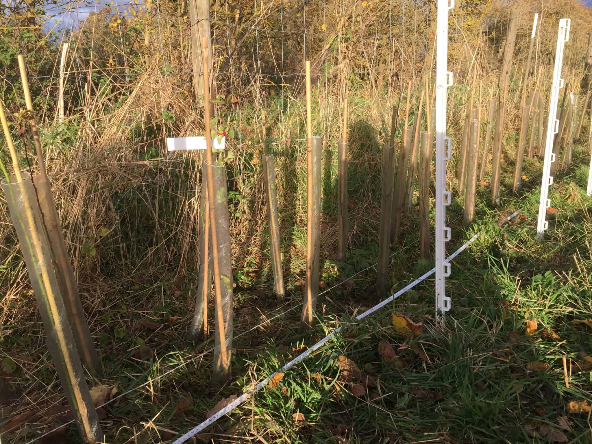 SHS Hedge Planting Day | Surrey Hills Society
