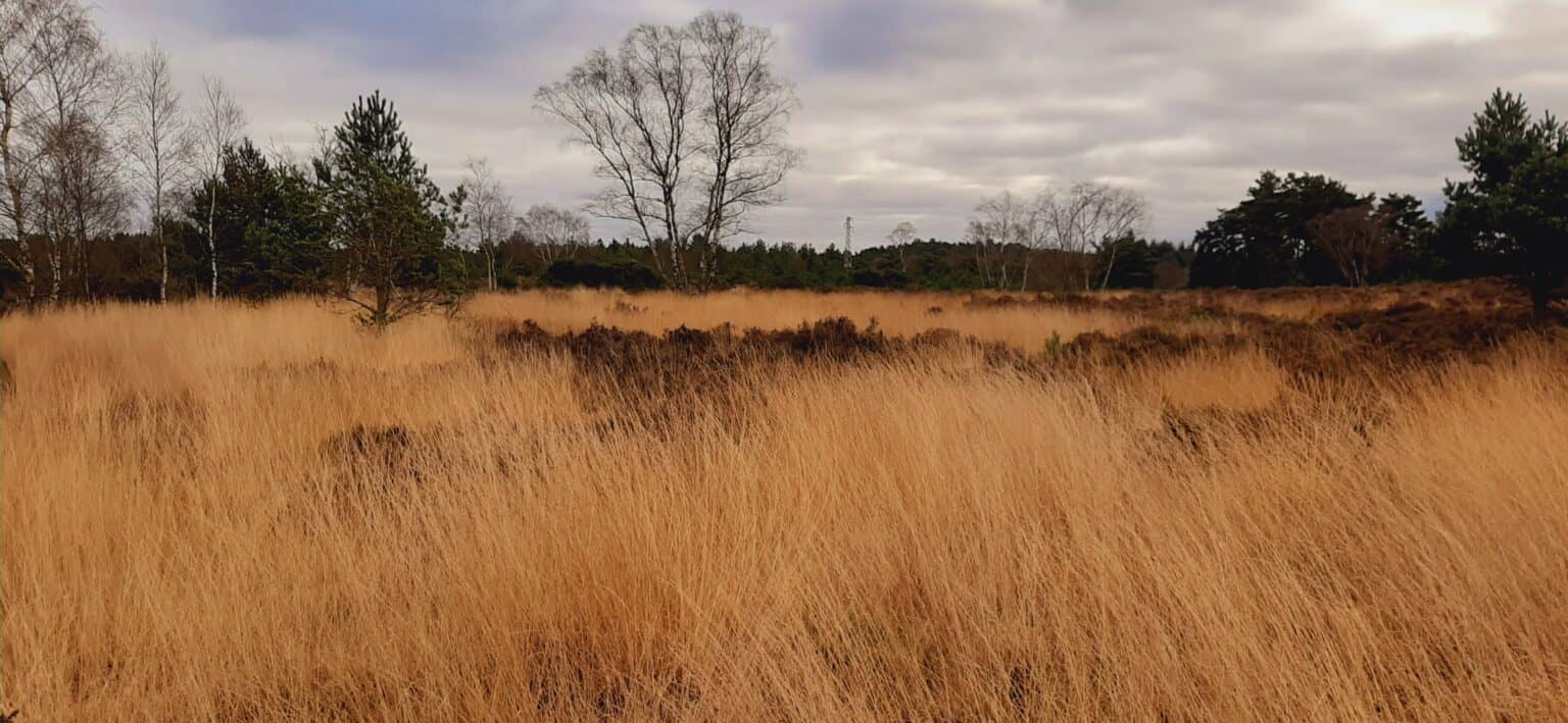 Explore Hankley Common and the Atlantic Wall | Surrey Hills Society