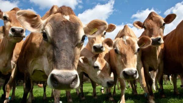 Chairman’s Day at Pierrepont Farm, Frensham | Surrey Hills Society