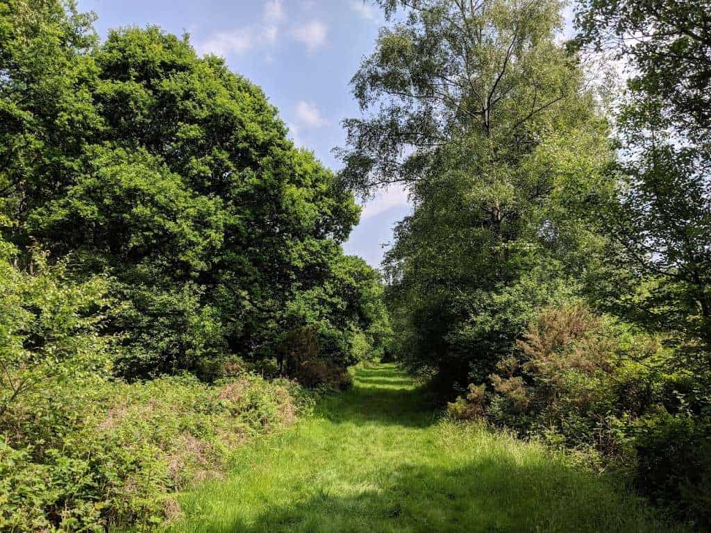 Discover the hidden secrets of Holmwood Common | Surrey Hills Society