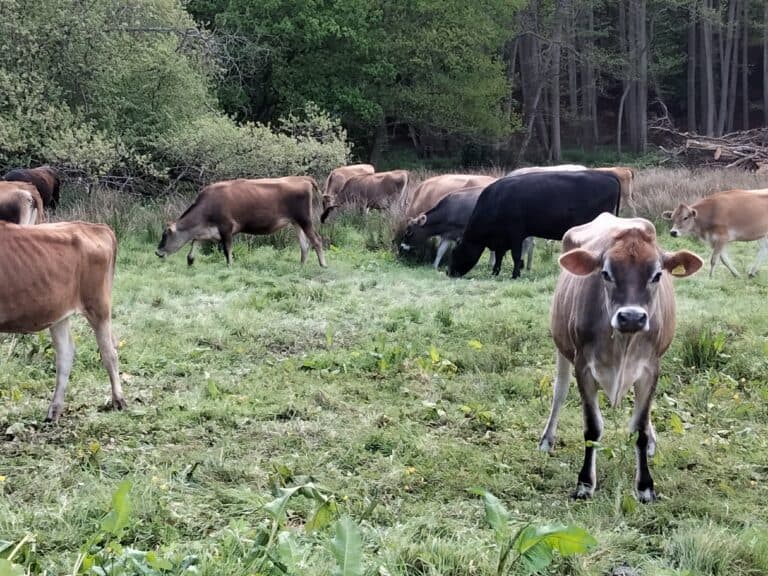 Pierrepont Farm – Chairman’s Day 2022 | Surrey Hills Society