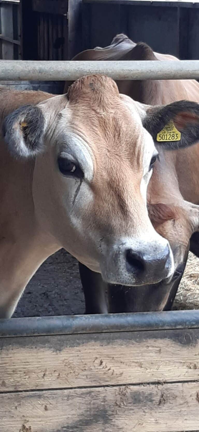 Pierrepont Farm – Chairman’s Day 2022 | Surrey Hills Society