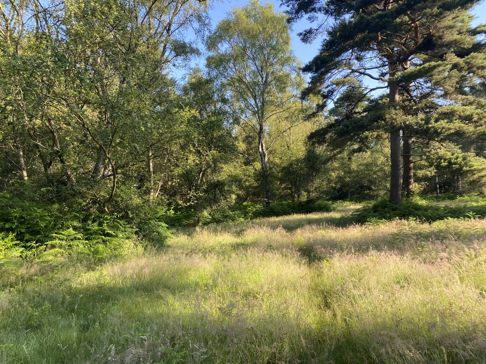 Guided Walk on Banstead Common | Surrey Hills Society