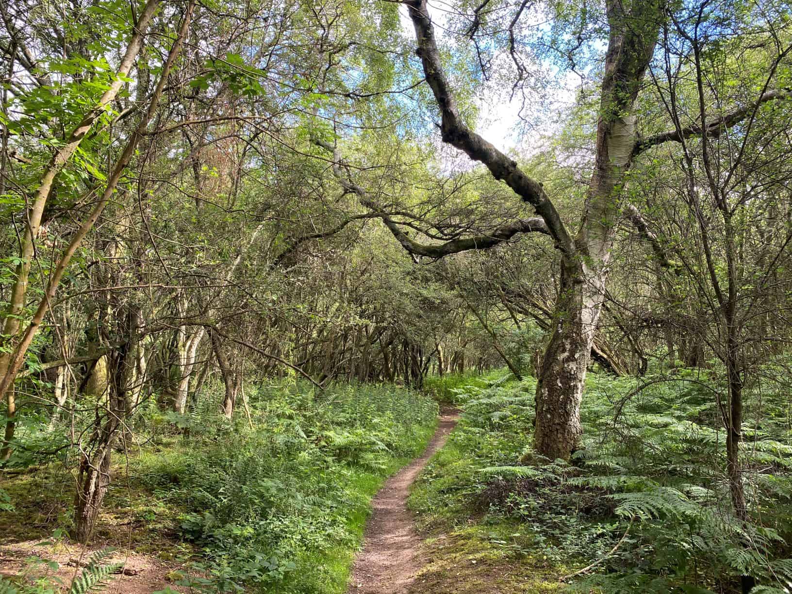 Guided Walk on Banstead Common | Surrey Hills Society
