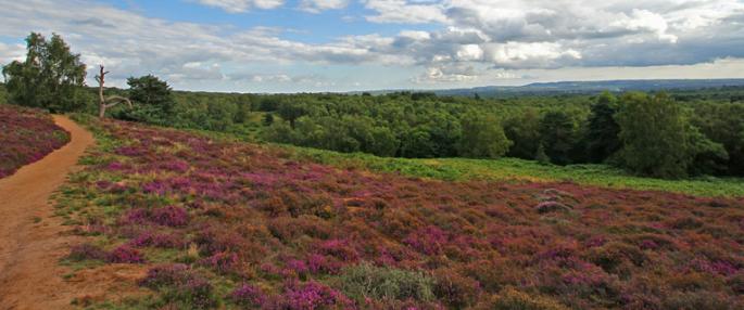 Explore Puttenham Common as part of Guildford Walkfest | Surrey Hills ...