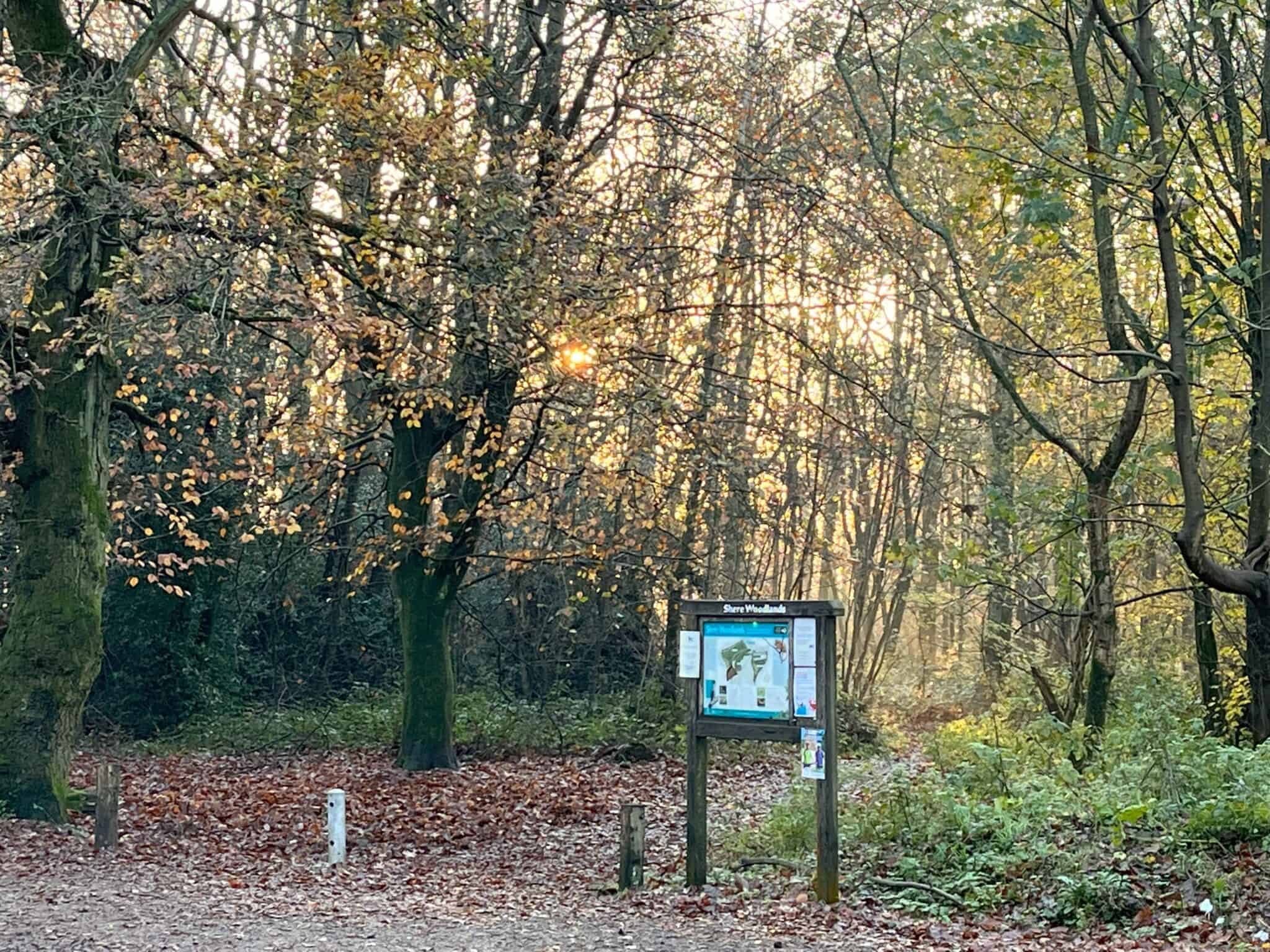 Explore Shere Woodlands and Netley Park as part of Guildford Walkfest ...