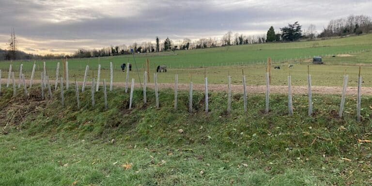 Community Hedge Planting Day Wonersh Day 1 | Surrey Hills Society