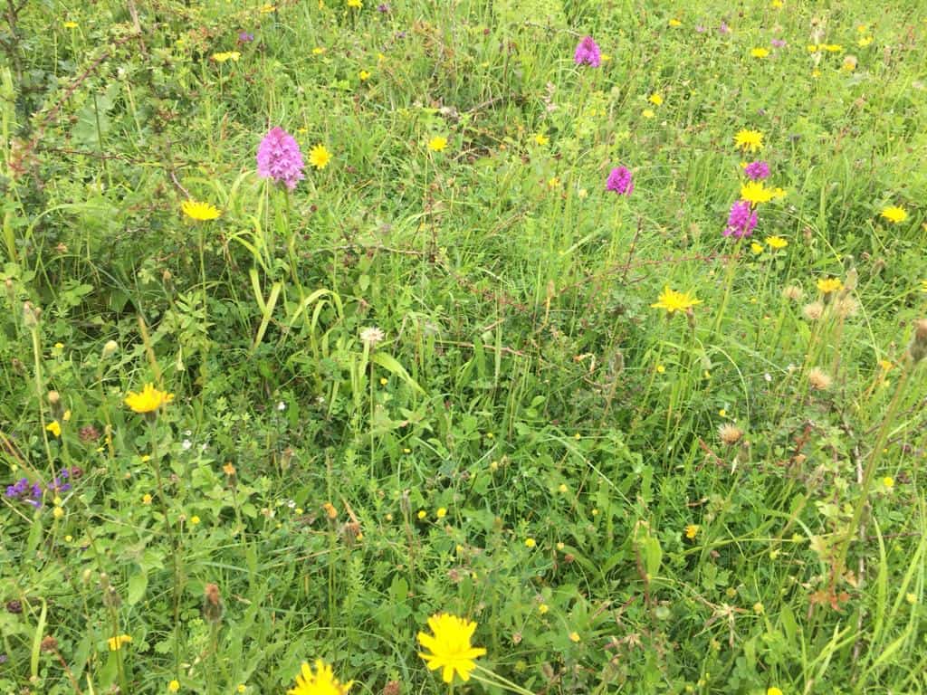 Discover Conservation Grazing | Surrey Hills Society