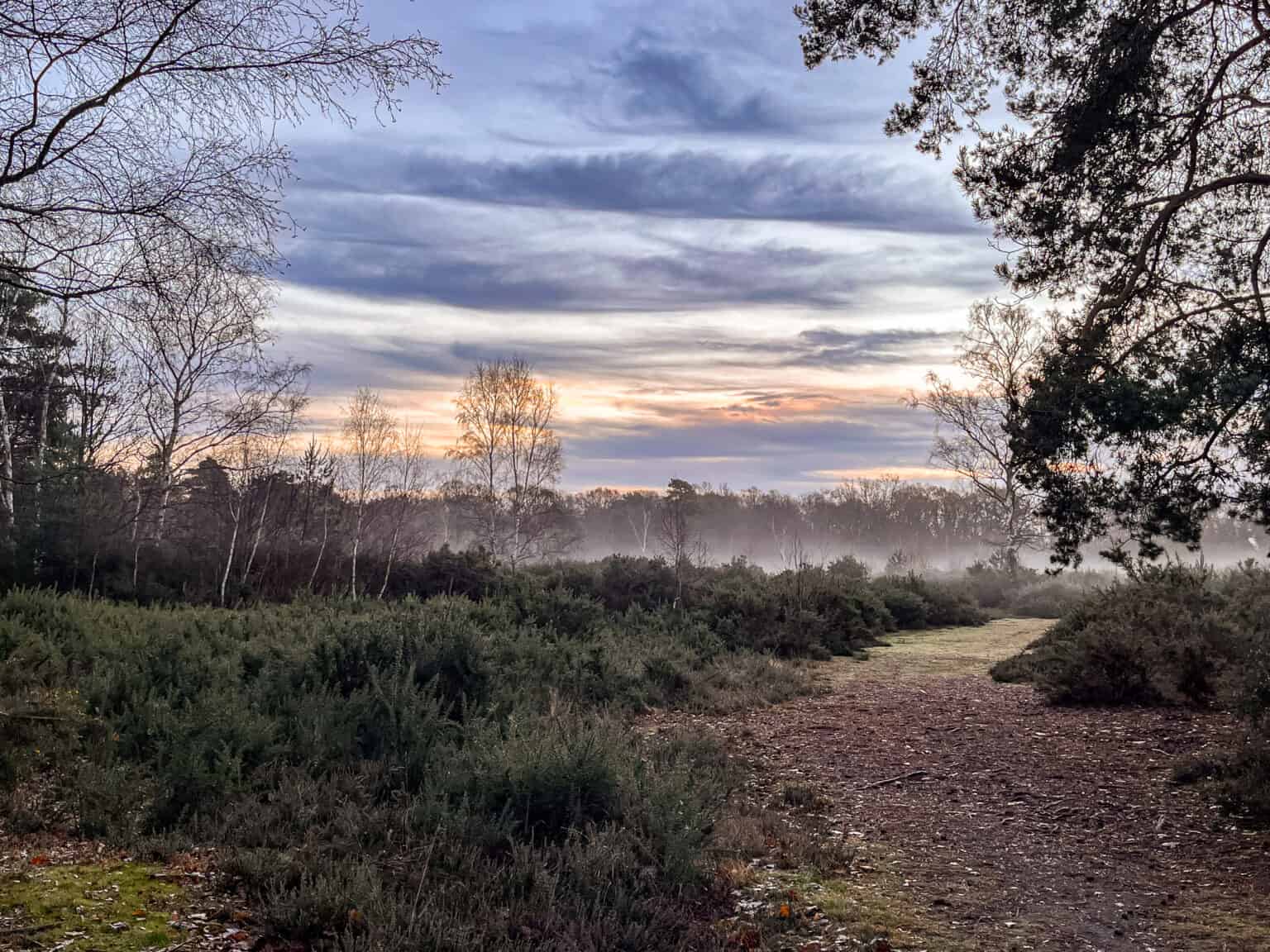 Heathland walk around Pirbright | Surrey Hills Society