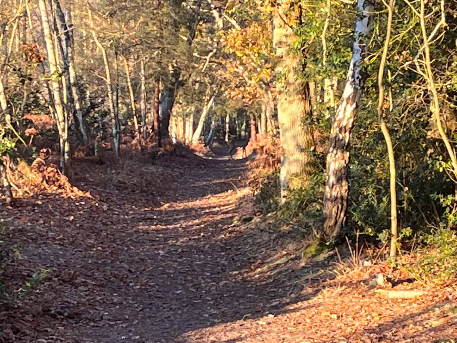 Heathland walk around Pirbright | Surrey Hills Society
