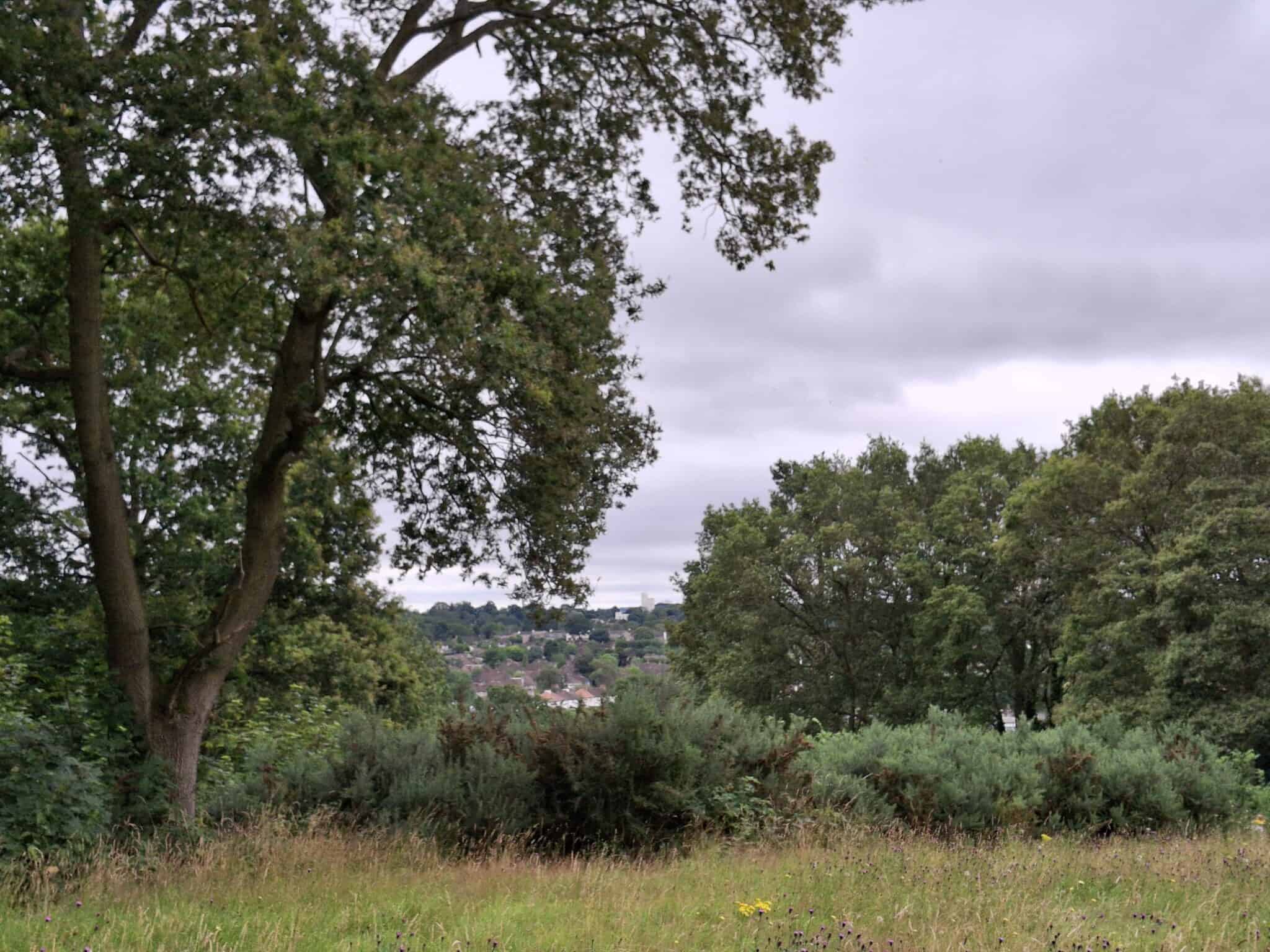 Exploring the woods around Thames Ditton | Surrey Hills Society