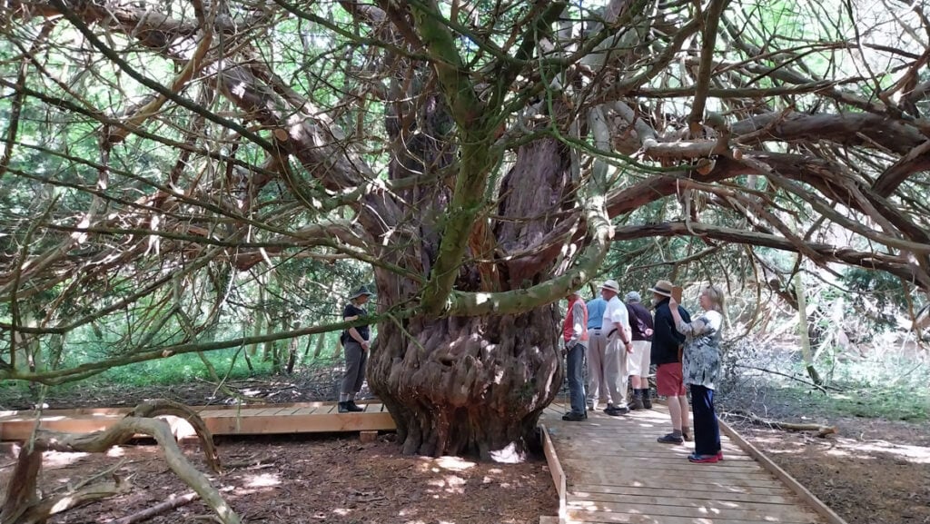 Discover the Ancient Yews of Newlands Corner as part of Guildford ...