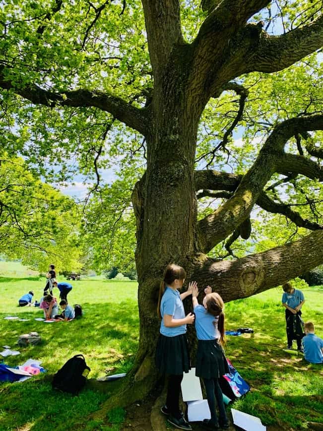 The Thousand Year Tree | Surrey Hills Society