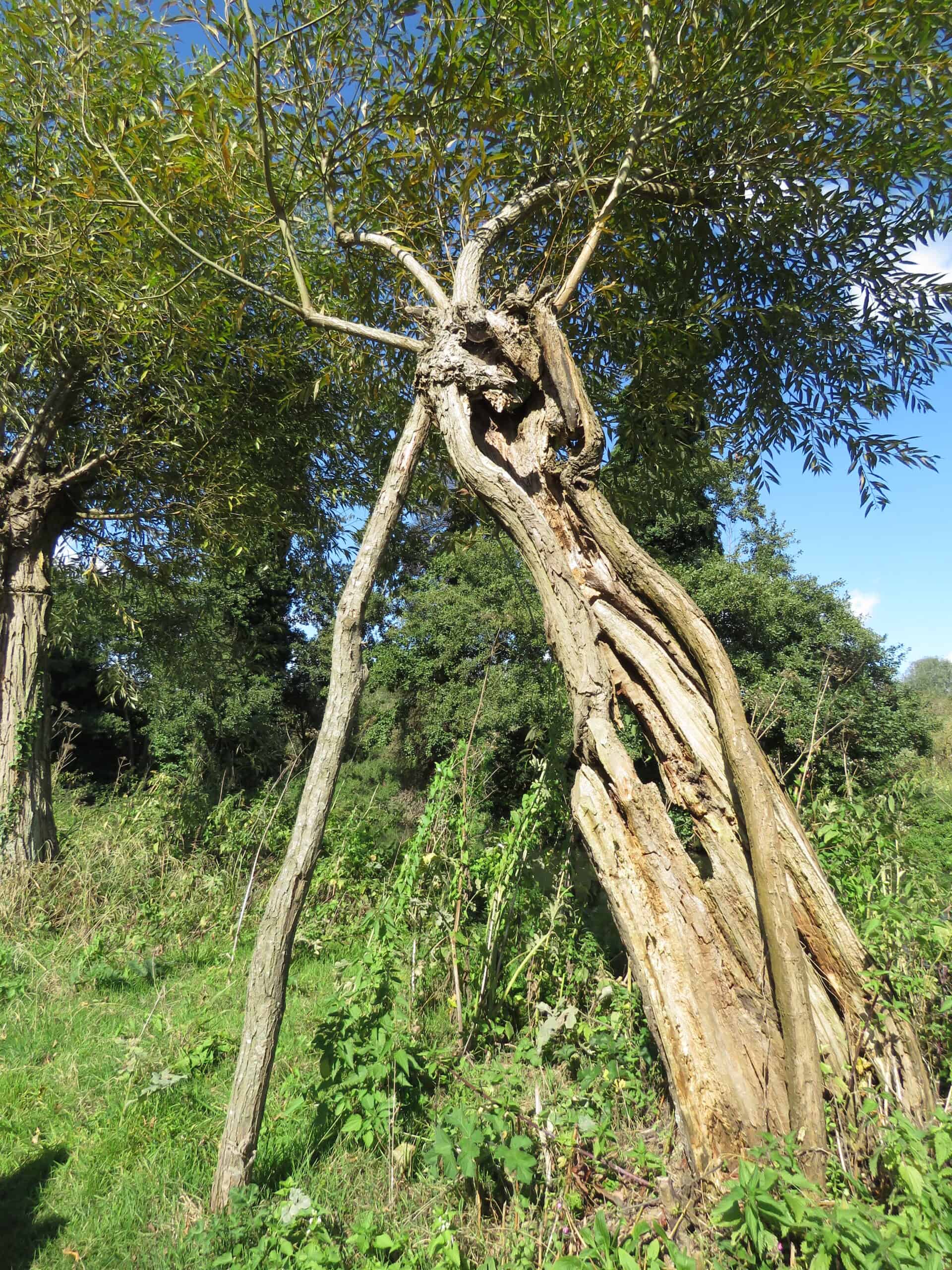 Free walk of the month – Explore the Guildford Riverside | Surrey Hills ...