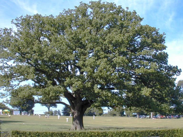 A walk round the Wealden Village of Newdigate | Surrey Hills Society